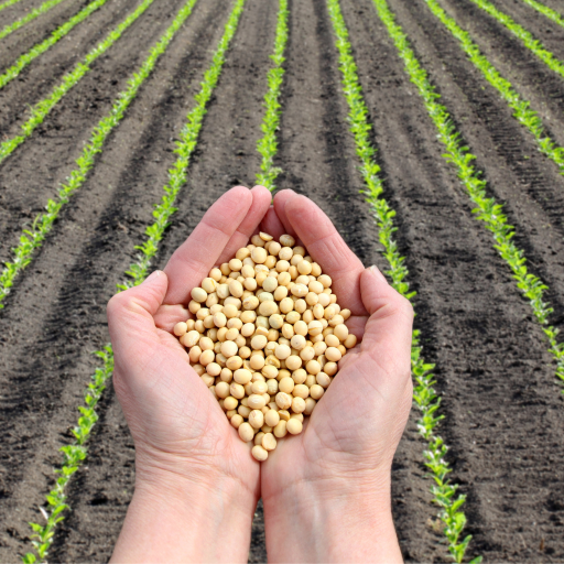 🧑‍🌾Brasil espera un récord de granos Soya - GCMA